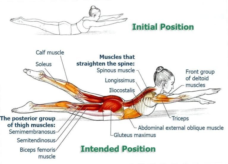 Bodyweight Back Exercises - Swimming - The Health Science Journal