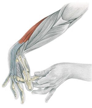 3 Finger Stretching Exercises to Improve Flexibility, Strength and ...