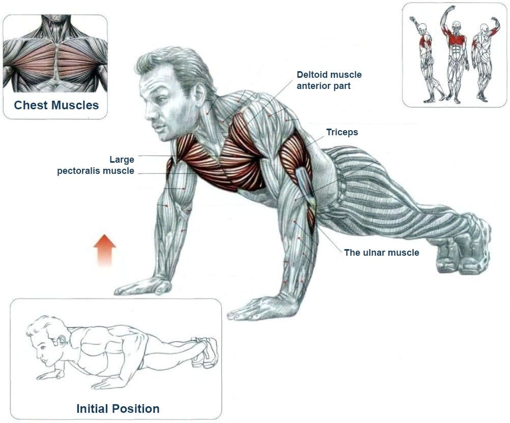 Seal Push Ups Muscles Worked at Warren Short blog Seal Push Ups Muscles Worked at Warren Short blog
