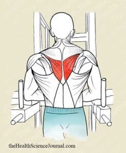 Starting Stretching – 53 Full Body Stretches for Beginners - The Health ...