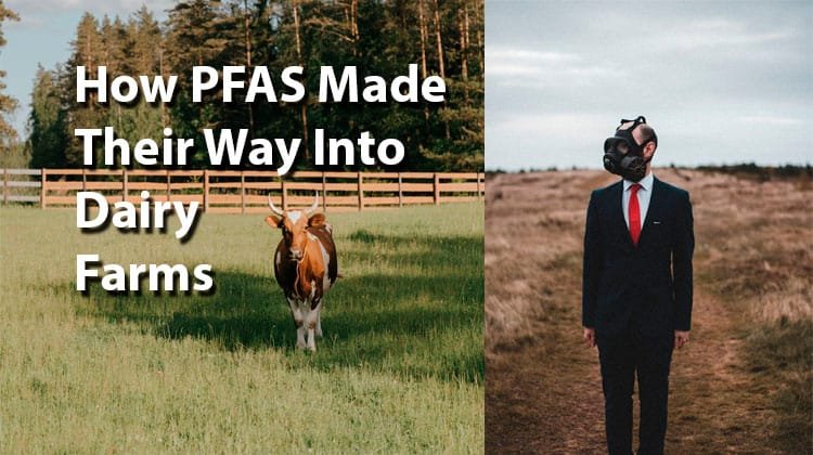 How PFAS Made Their Way Into Dairy Farms - The Health Science Journal