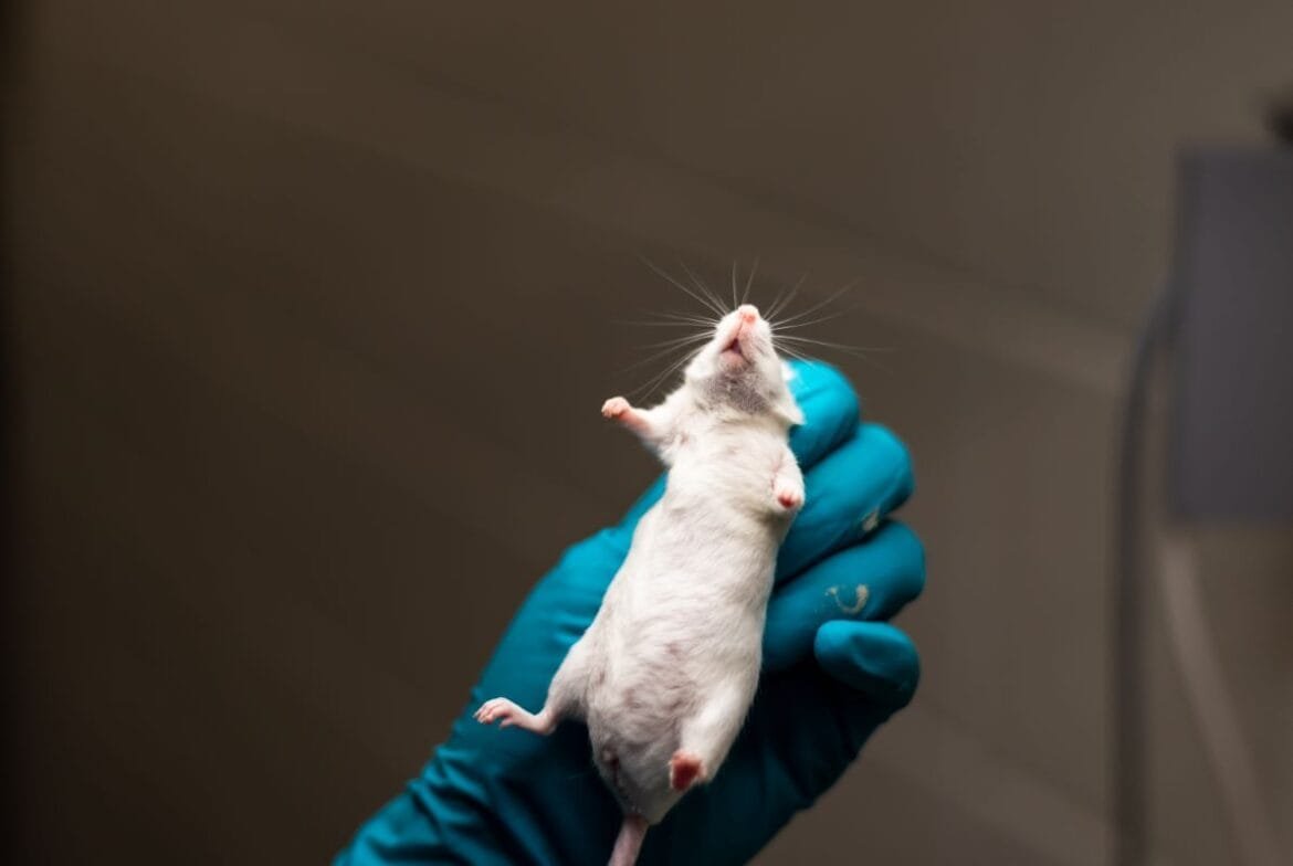 Everything You Need to Know About Animals in The Biomedical Industry ...